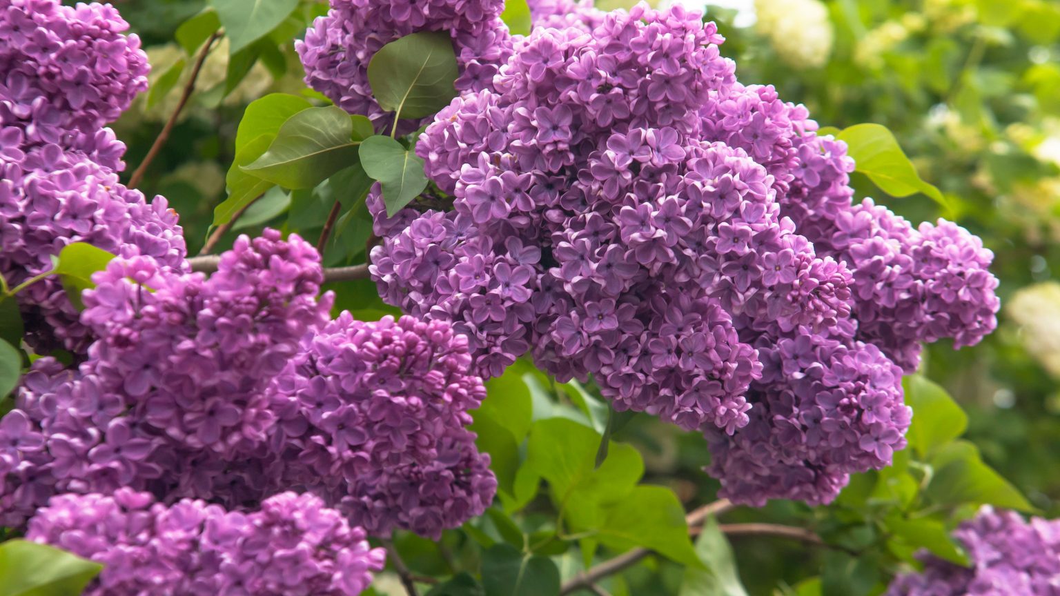 Plante Lilas : Comment cultiver et soigner le lilas - Jardin de Grand Meres