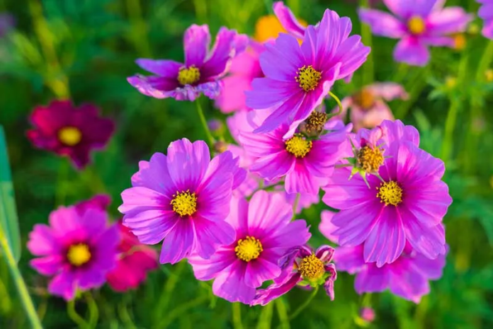 14 Plantes qui poussent dans un sol sableux - Jardin de Grand Meres