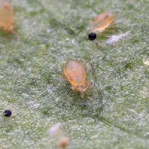 10 parasites courants des plantes d'intérieur et comment s'en ...