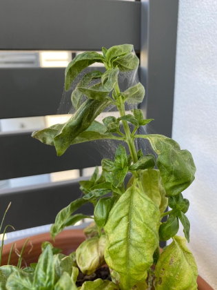 10 parasites courants des plantes d'intérieur et comment s'en ...