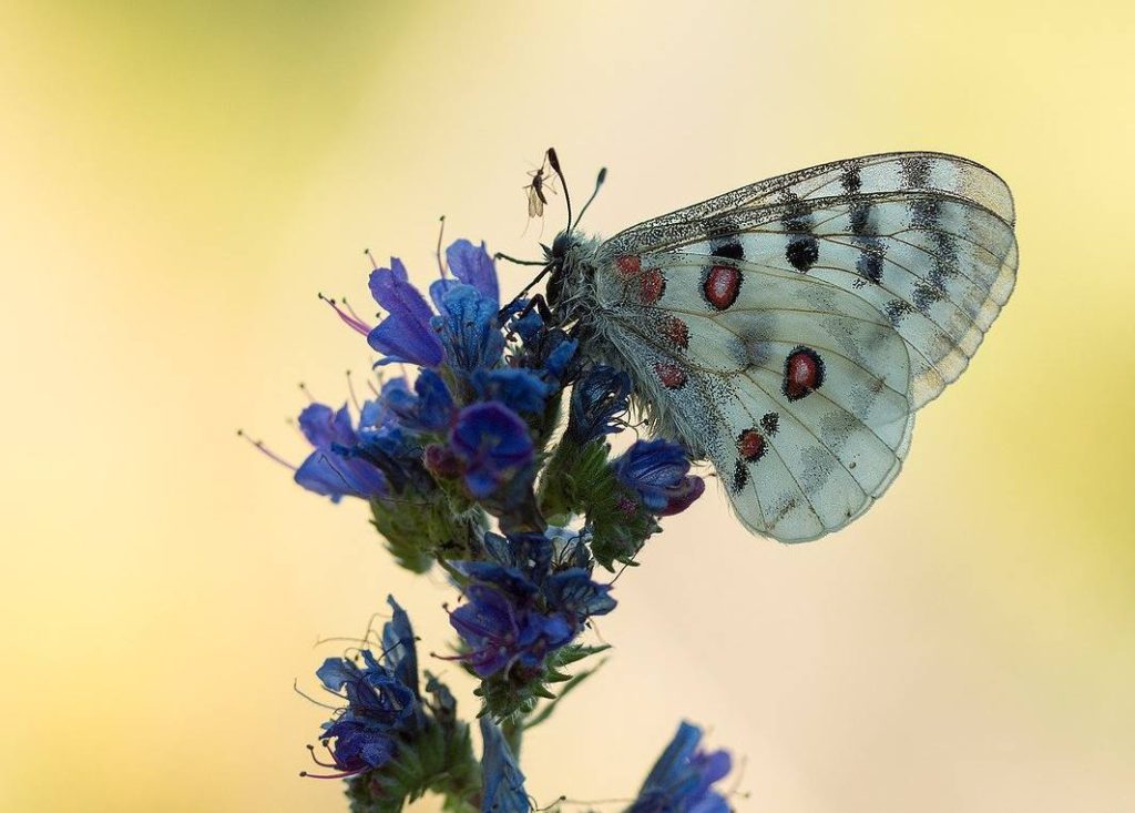 Vipérine : conseils de culture et bienfaits pour l'organisme - Jardin ...