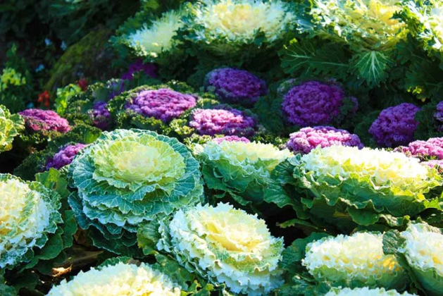 22 spectaculaires idées de jardinage d'automne - Jardin de Grand Meres