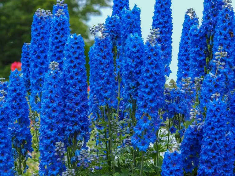15 types différents de delphinium - Jardin de Grand Meres