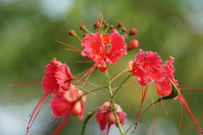 10 magnifiques arbustes à fleurs rouges - Jardin de Grand Meres