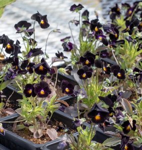 Les 23 meilleures variétés de pensées｜Belles variétés de pensées ...