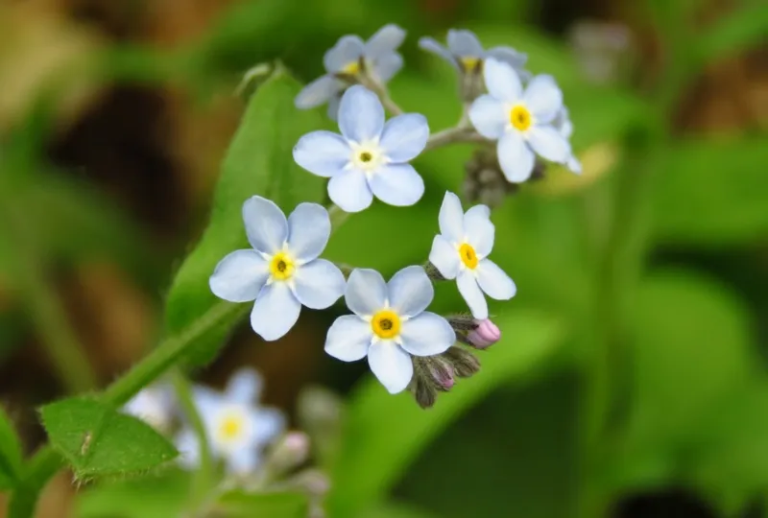10 different types of forget-me-nots - Jardin de Grand Meres
