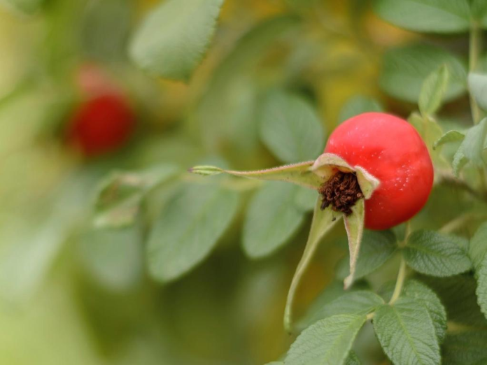 Cynorrhodon : tout ce que vous devez savoir sur le cynorrhodon - Jardin ...