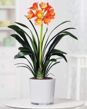 19 des meilleures plantes d'intérieur pour les rebords de fenêtres ...