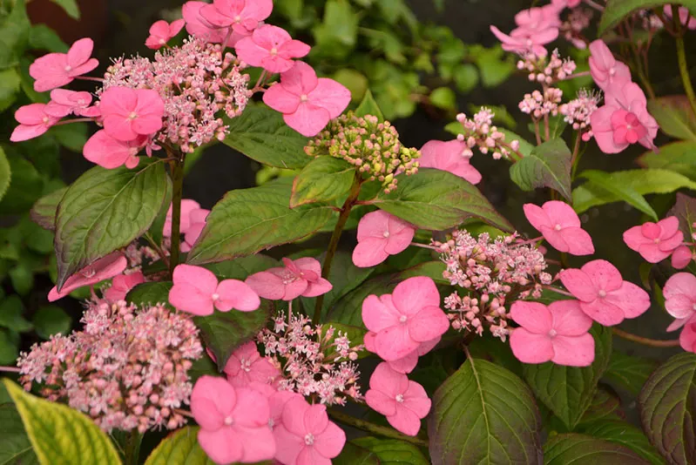 12 variétés d'hortensias - Jardin de Grand Meres