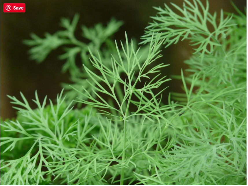 L'aneth : tout ce qu'il faut savoir pour le semer, le cultiver et l ...