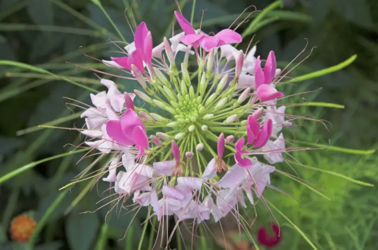 17 plantes annuelles en plein soleil qui fleuriront tout l'été - Jardin ...