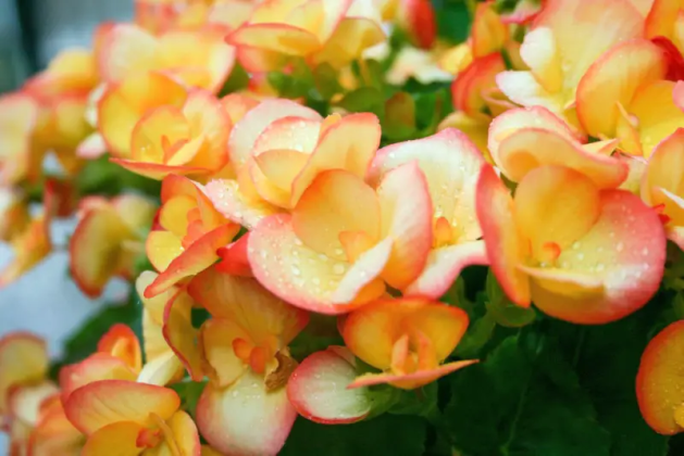 17 plantes annuelles en plein soleil qui fleuriront tout l'été - Jardin ...