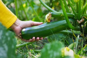 Comment faire pousser des courgettes à la verticale pour gagner de l ...