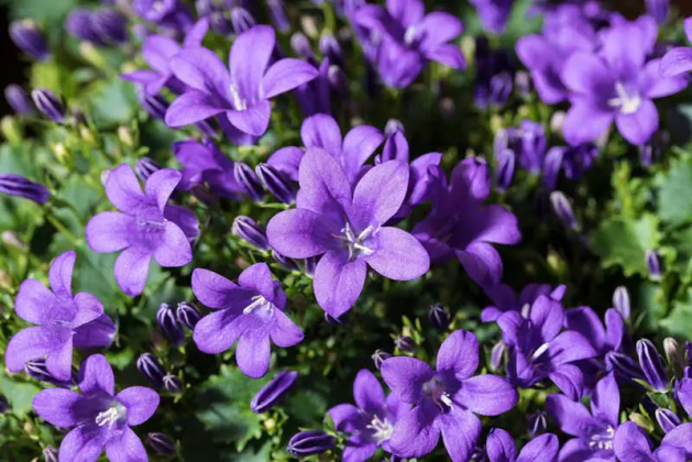 34 magnifiques plantes vivaces violettes - Jardin de Grand Meres