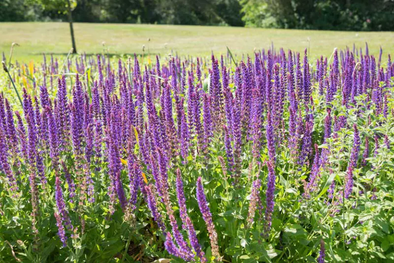 34 magnifiques plantes vivaces violettes - Jardin de Grand Meres
