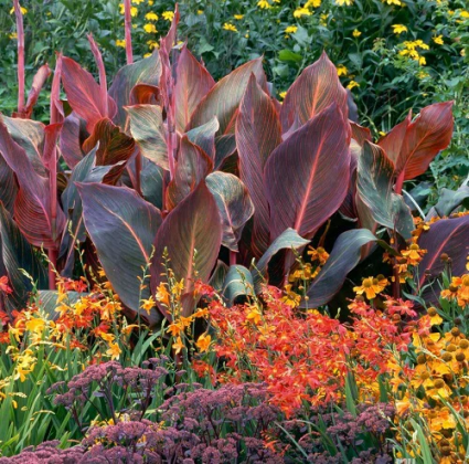 20 meilleures variétés de plantes à feuilles rouges｜Red Leaf Plants ...