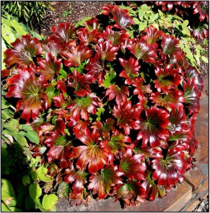 20 meilleures variétés de plantes à feuilles rouges｜Red Leaf Plants ...