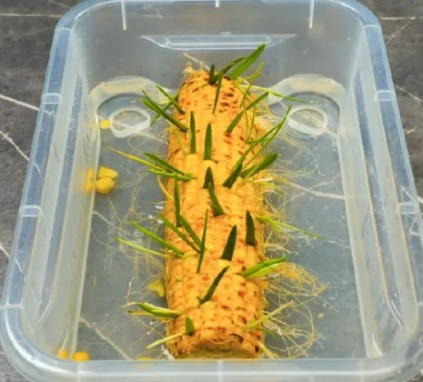 Faire germer un épi de maïs et faire pousser un nombre illimité de ...