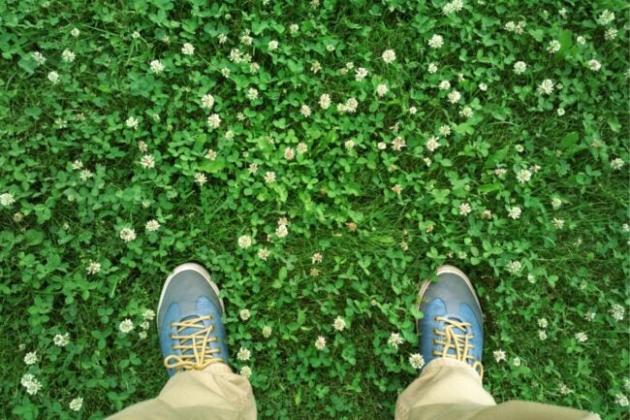 11 choses importantes à savoir sur les pelouses de trèfle - Jardin de ...