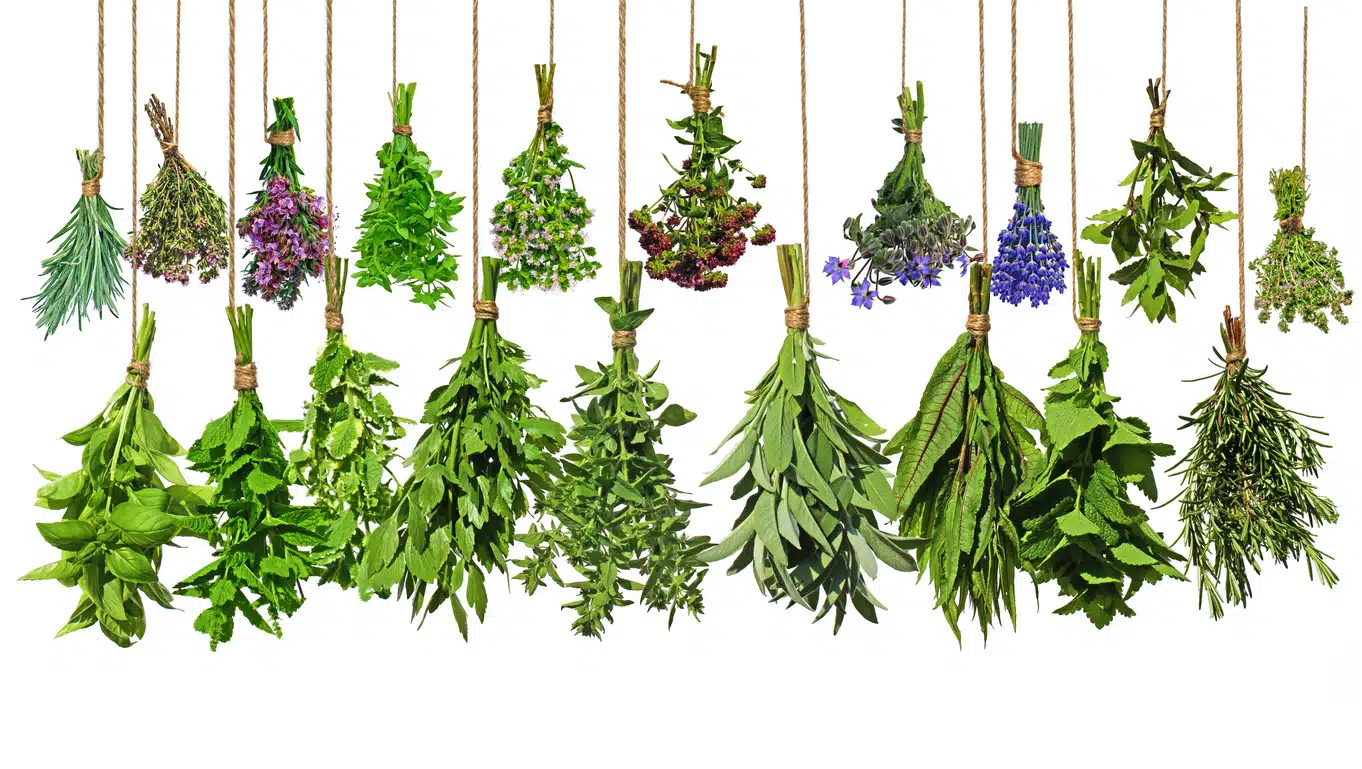 Comment faire un bouquet pour aromatiser vos plats ? - Jardin de Grand ...