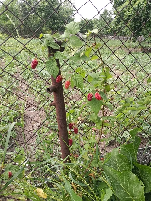 36 types de fruits roses à cultiver au jardin - Jardin de Grand Meres