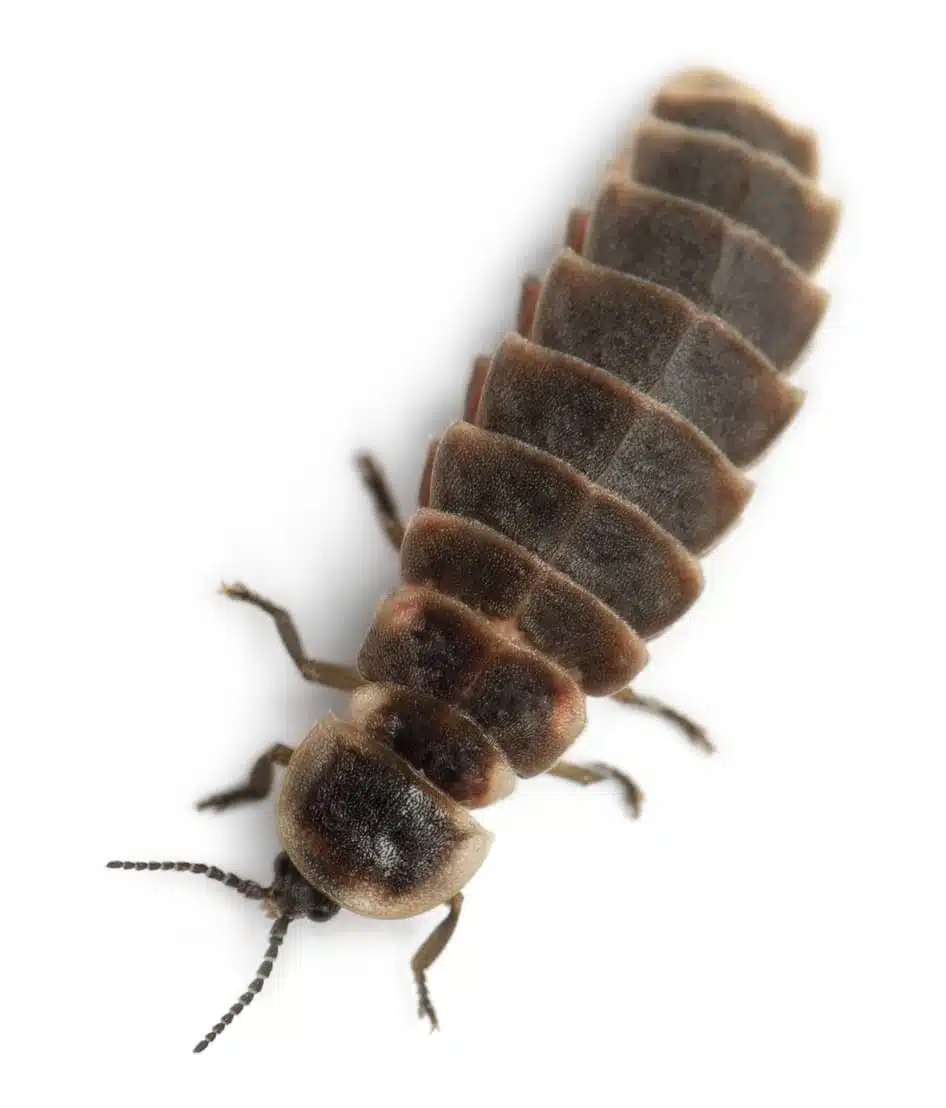 Lucioles : tout ce qu'il faut savoir sur les insectes lumineux - Jardin ...