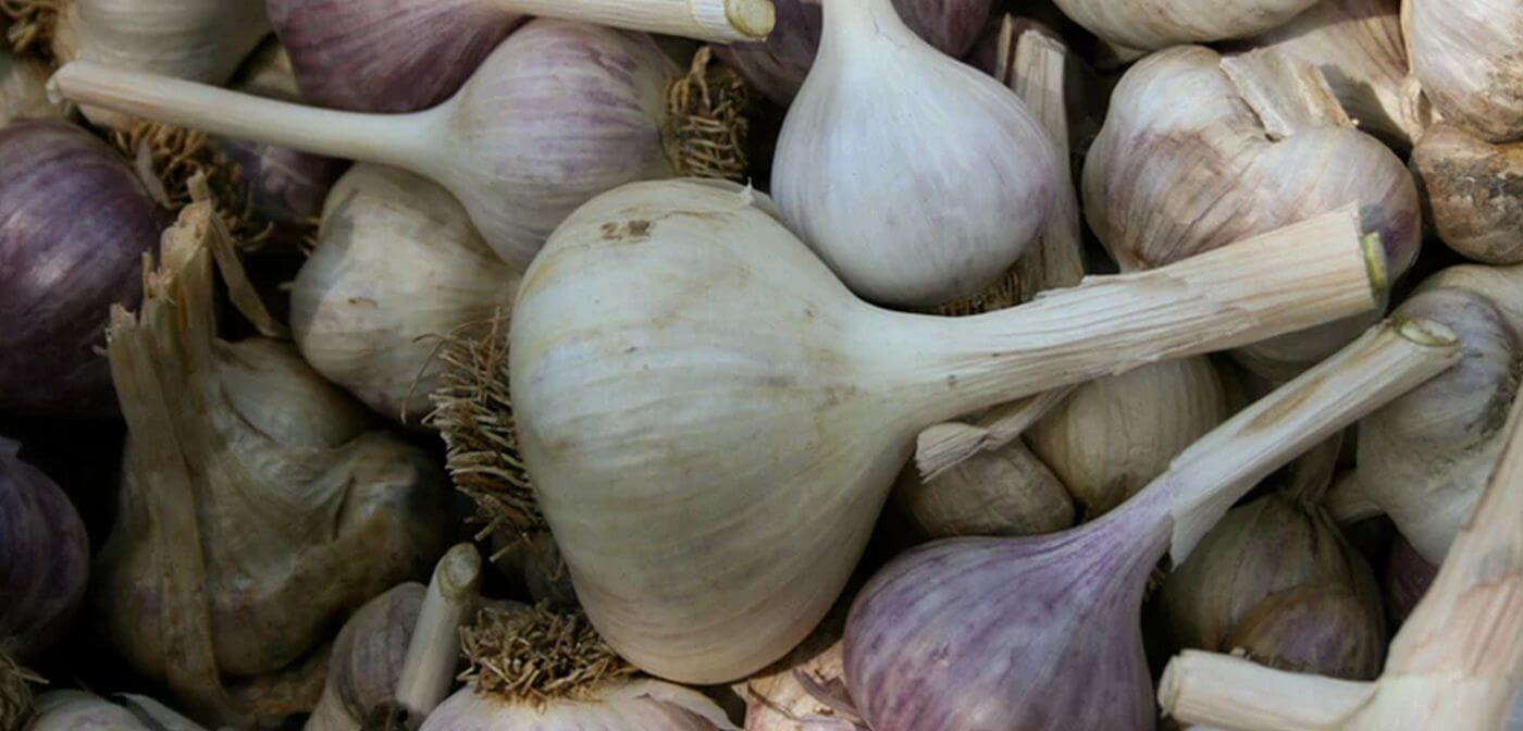 9 conseils pour cultiver l'ail - Jardin de Grand Meres