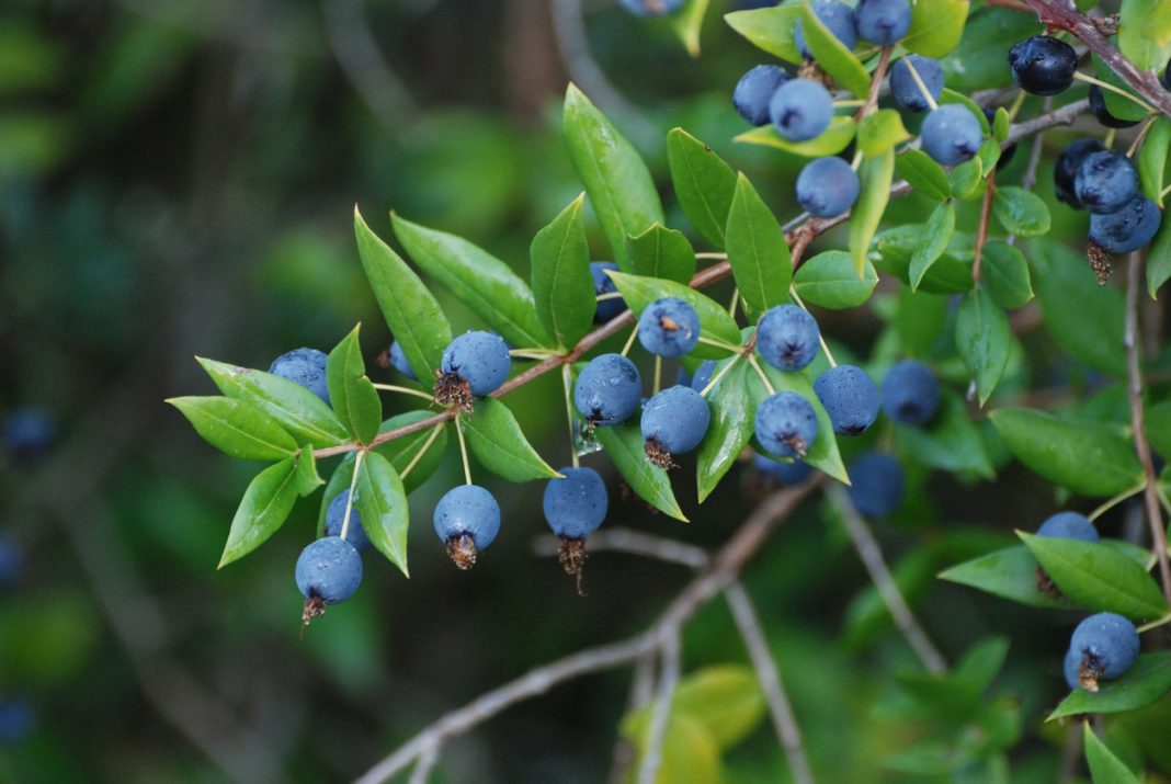 Le myrte : ses semis, sa plantation, sa culture et son entretien ...
