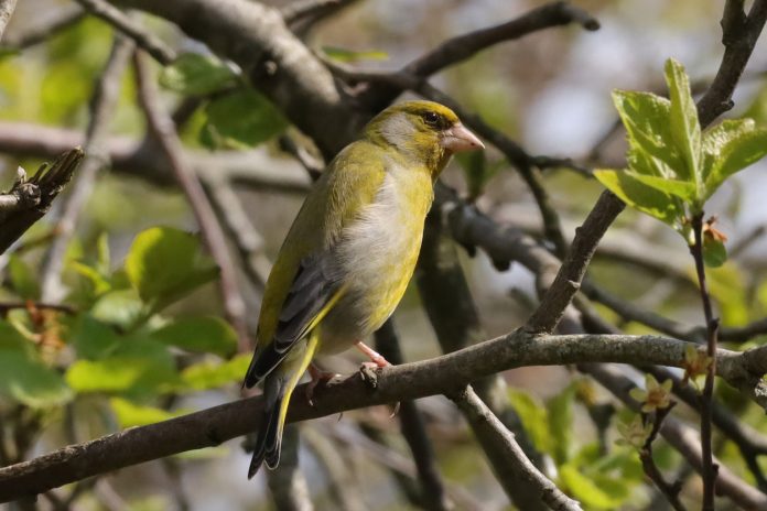 "14 Oiseaux à Observer dans Votre Jardin en Automne" - Jardin de Grand ...