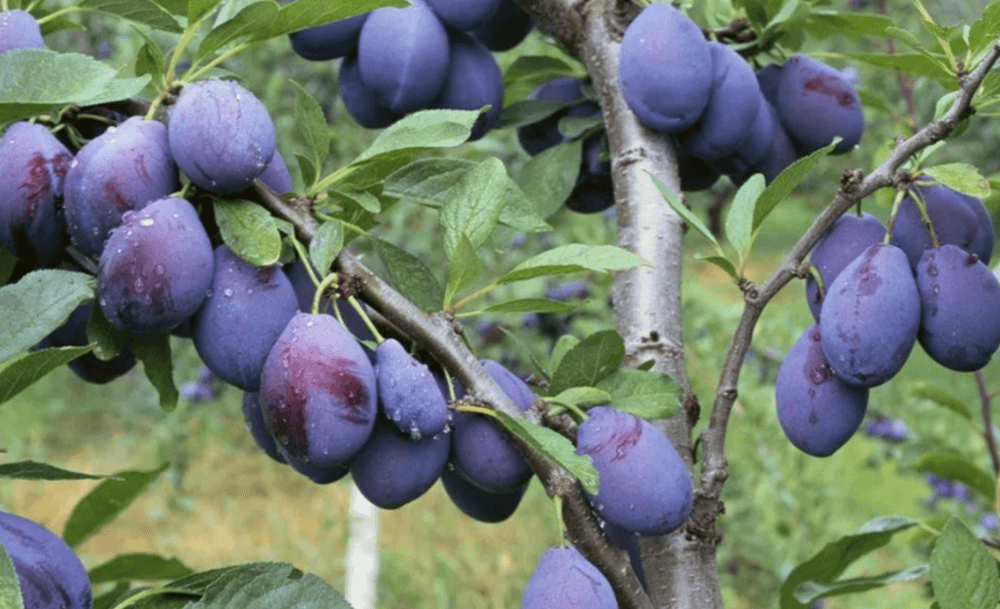 Conseils sur quand et comment bien tailler un prunier pour avoir une ...
