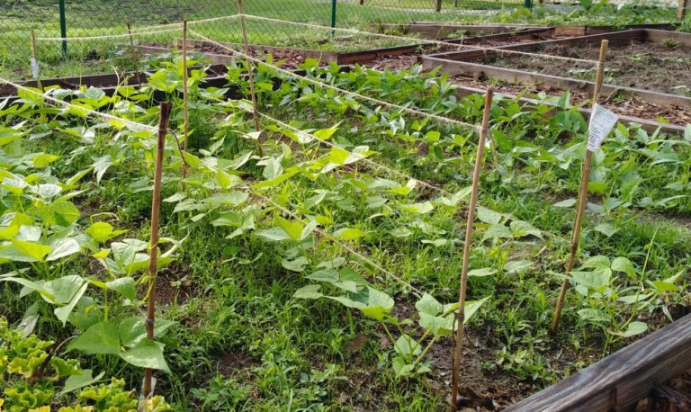 Le Potager Familial : Cultiver et Nourrir Toute l'Année, Conseils ...