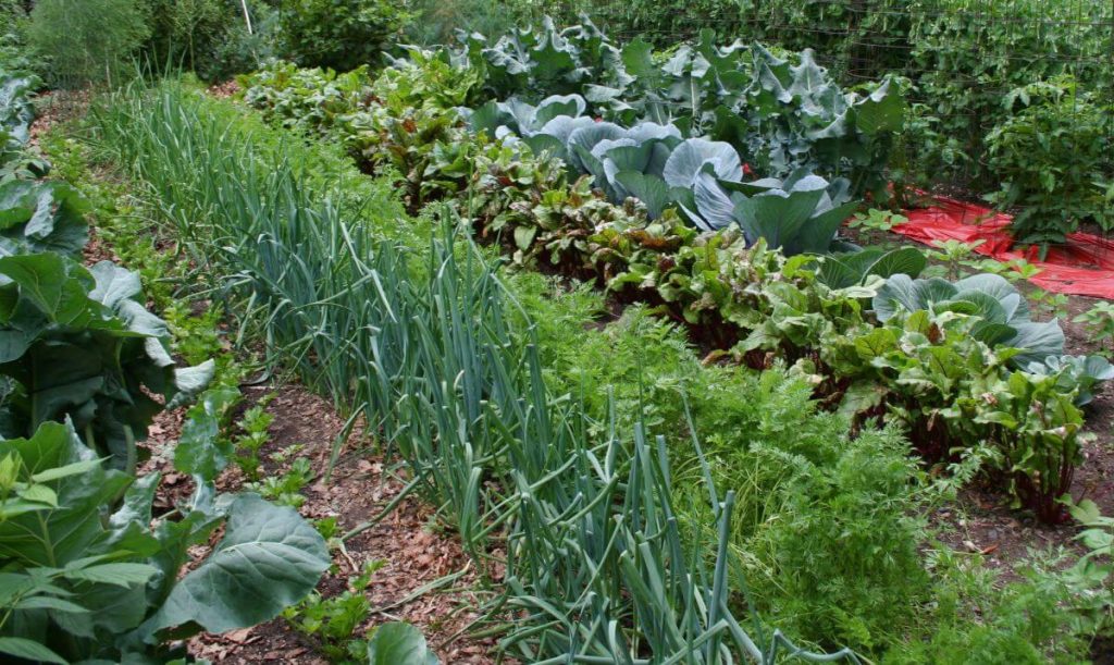 10 Raisons Compelling de Lancer Votre Propre Jardin Potager - Jardin de ...