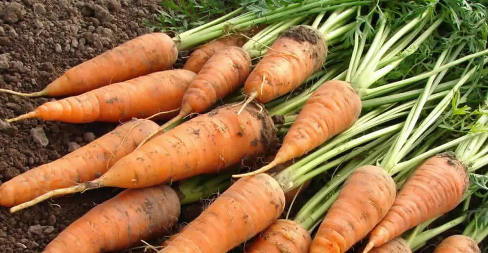 10 Astuces pour une Culture Réussie de Carottes - Jardin de Grand Meres