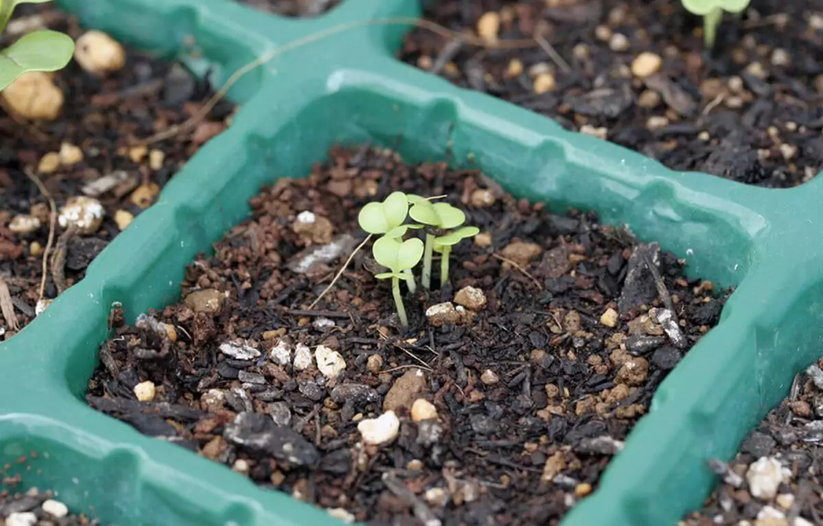 Semis de Janvier en France : 8 Légumes Frais pour Bien Démarrer l'Année ...