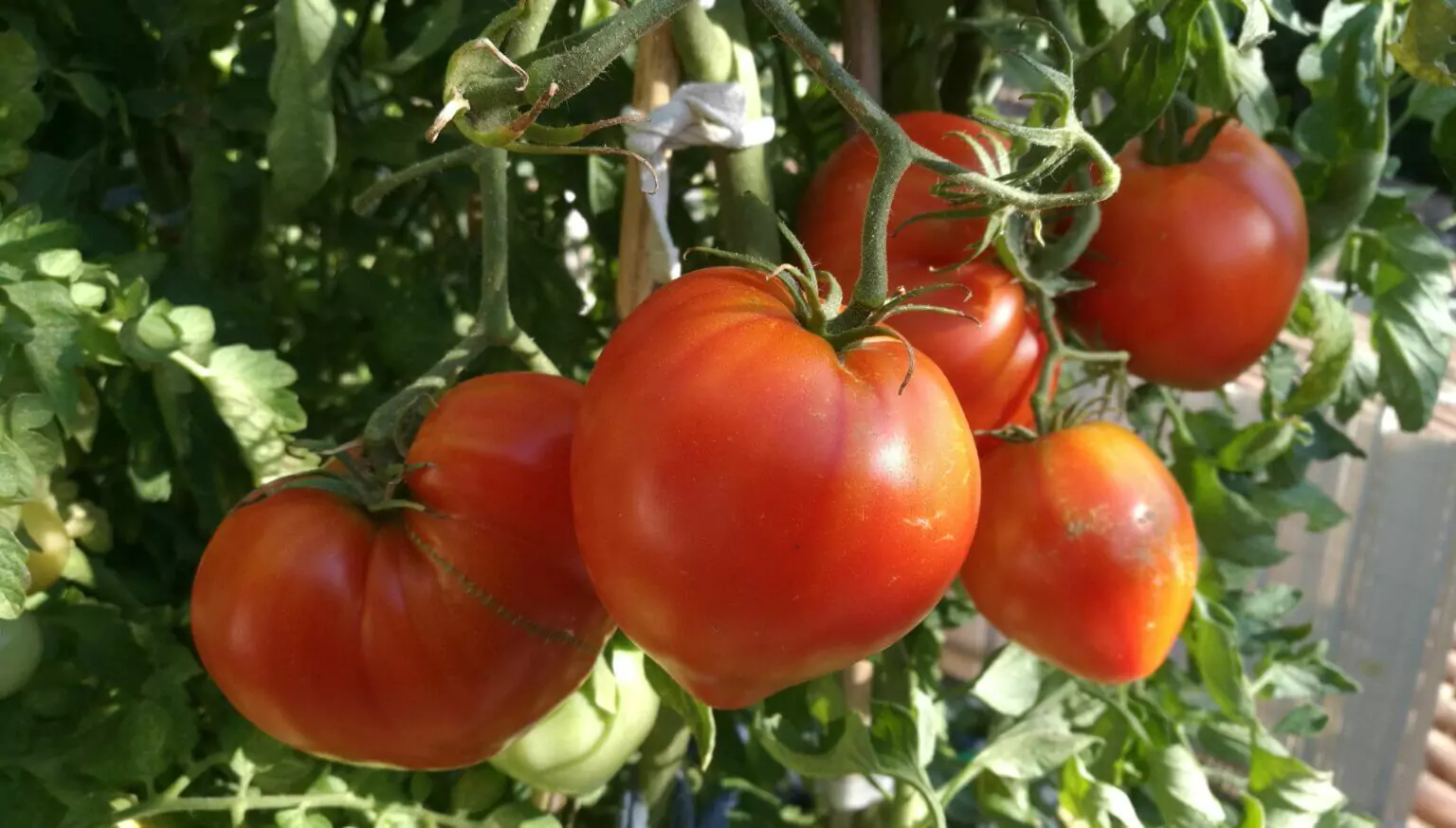 10 conseils indispensables pour réussir la culture de vos tomates ...