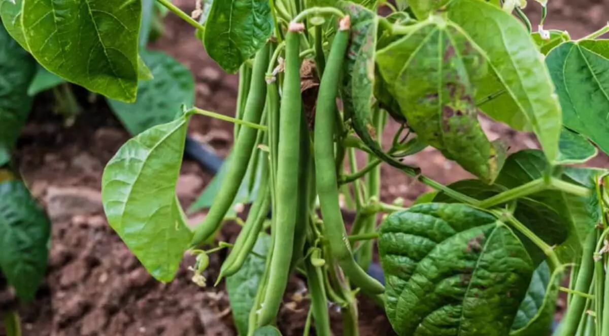 Le Guide Complet pour Cultiver des Haricots Verts dans Votre Potager ...