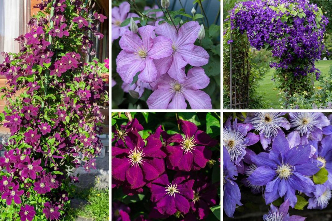 7 Variétés de Clématites à Floraison Estivale (Avec Conseils de ...