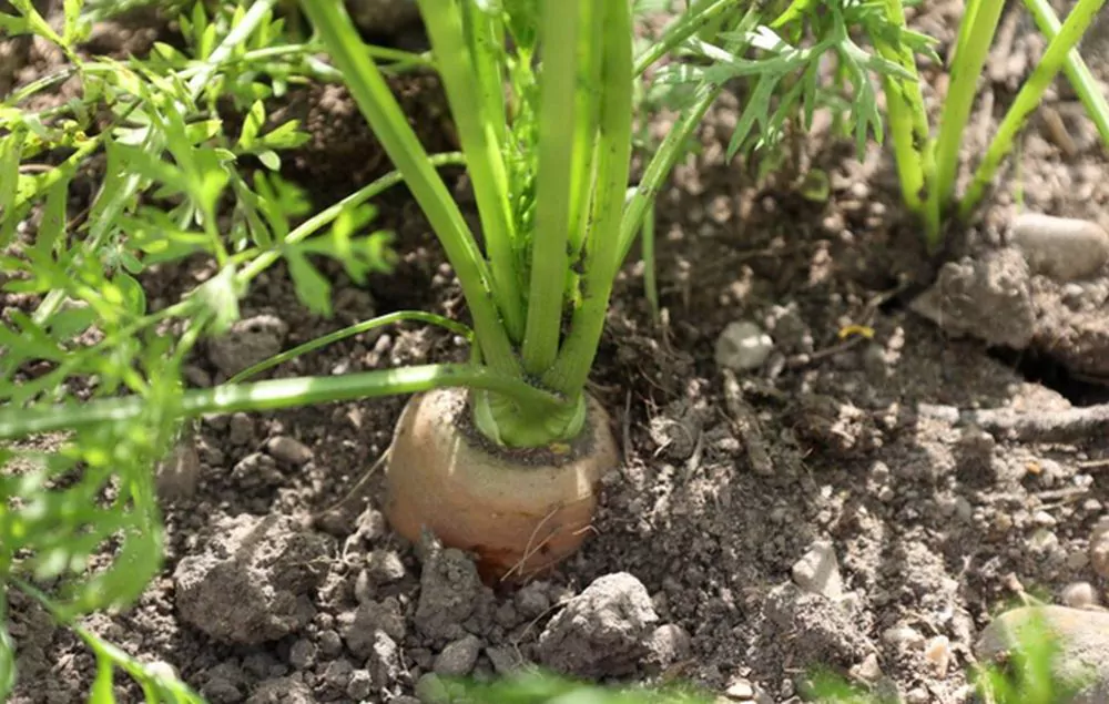 Cultiver son potager au mois de mai : Guide pratique pour des récoltes ... Cultiver son potager au mois de mai : Guide pratique pour des récoltes ...