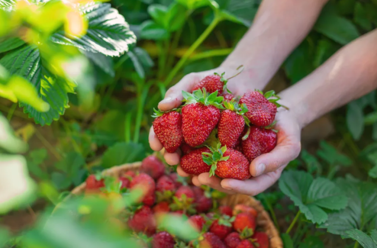 Comment Multiplier les Plants de Fraises à Partir des Stolons - Jardin ...